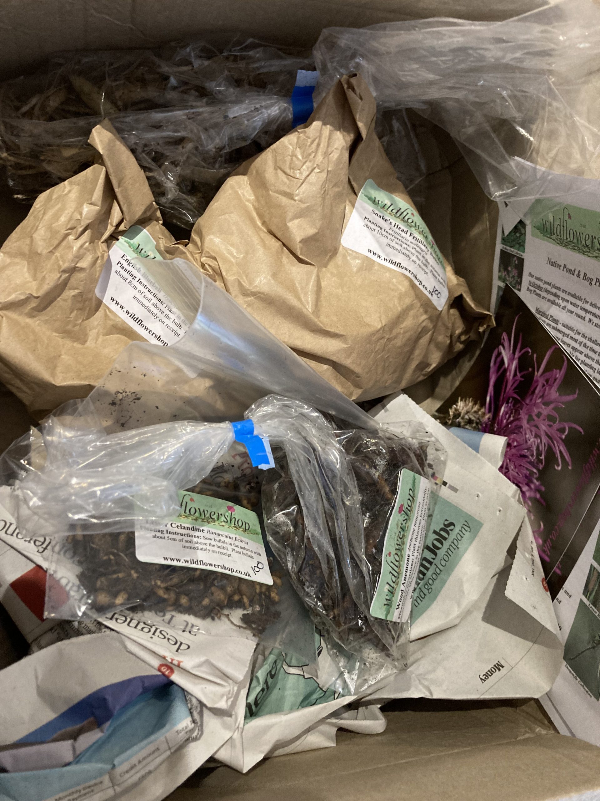 Annual Bulb Planting Event – 2022 – Friends of Fox Hill