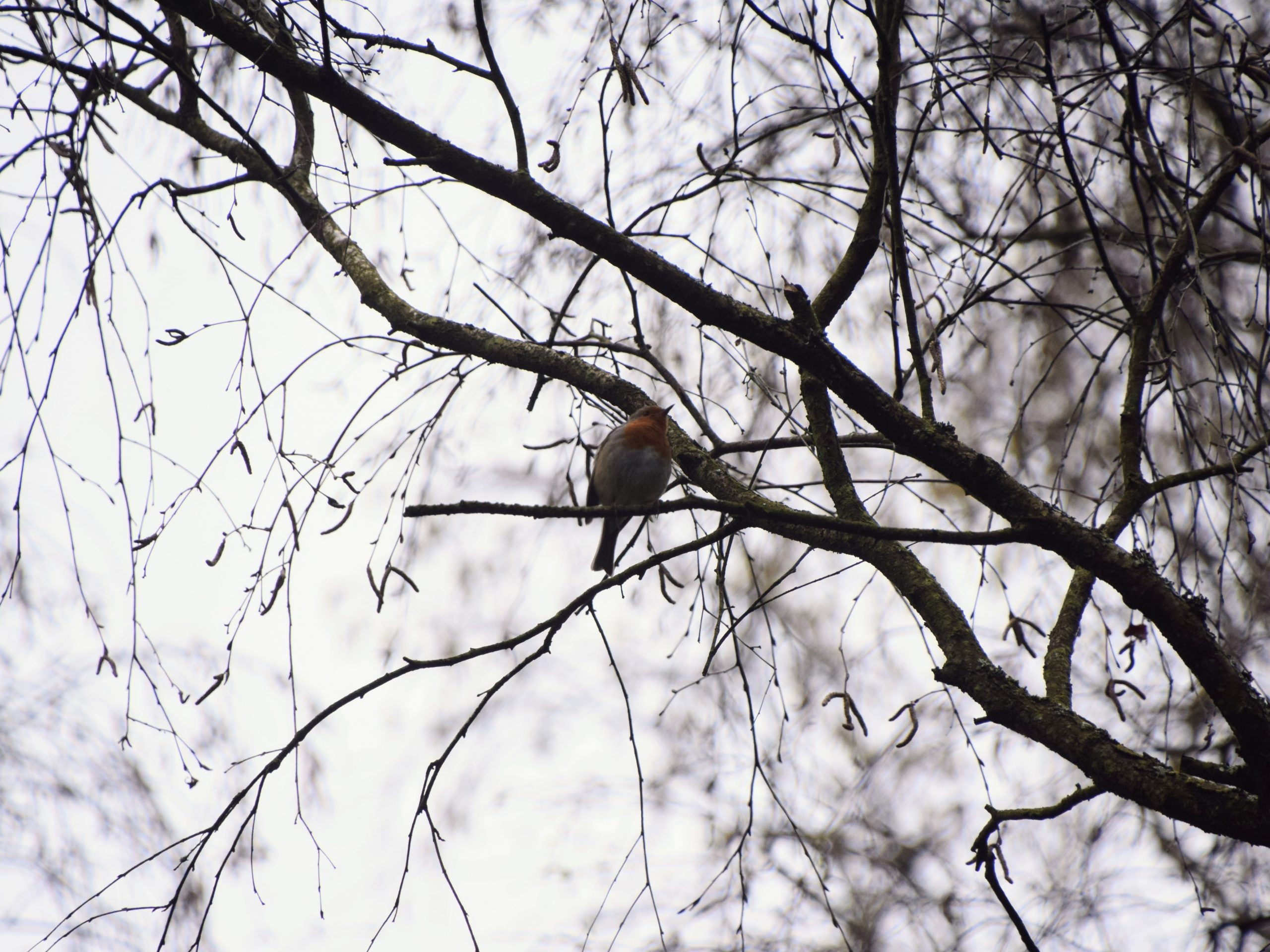 Bird Walk Report – Friends of Fox Hill