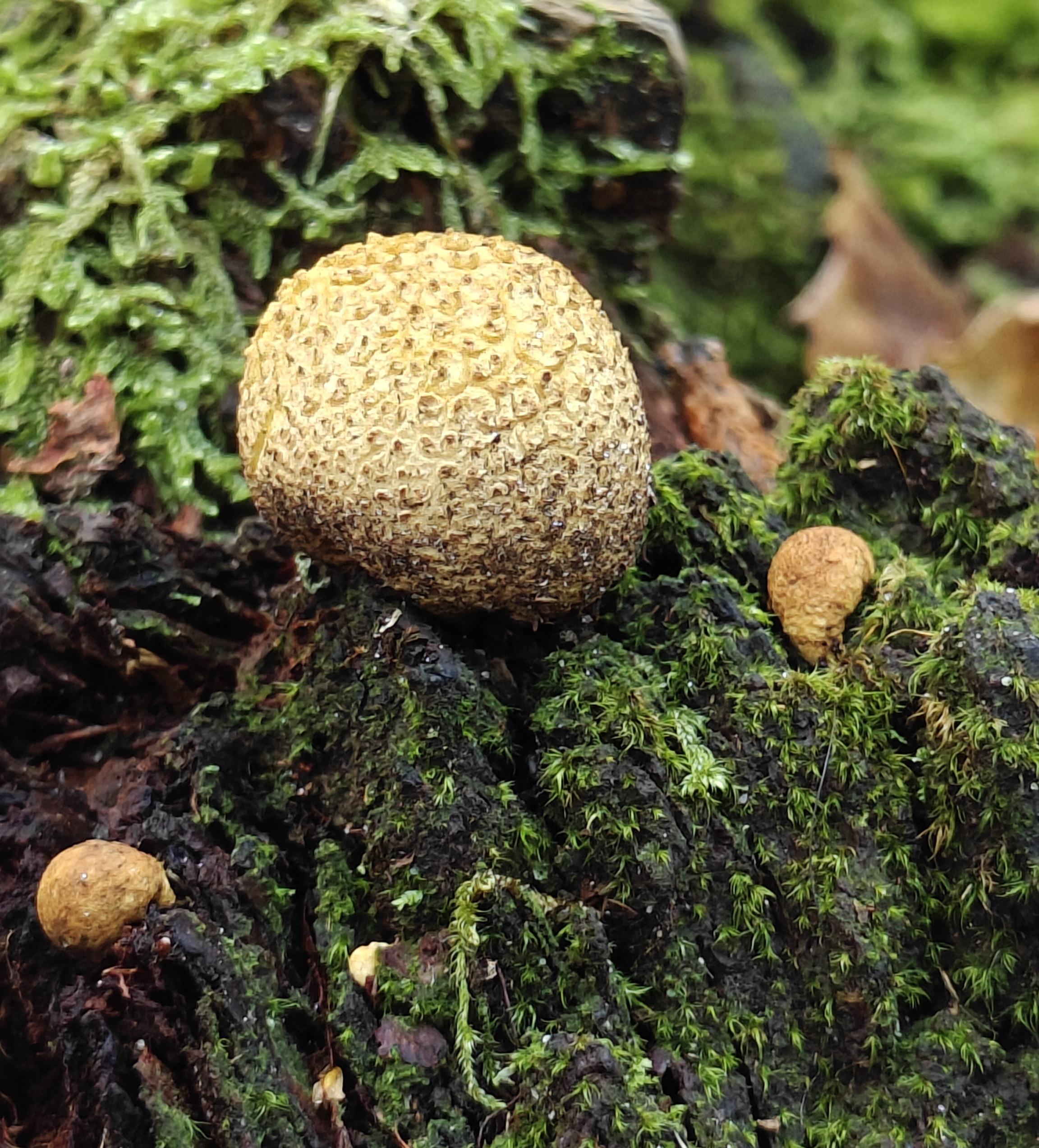 Fox Hill Fungi Walk with Keith Boseley – Friends of Fox Hill