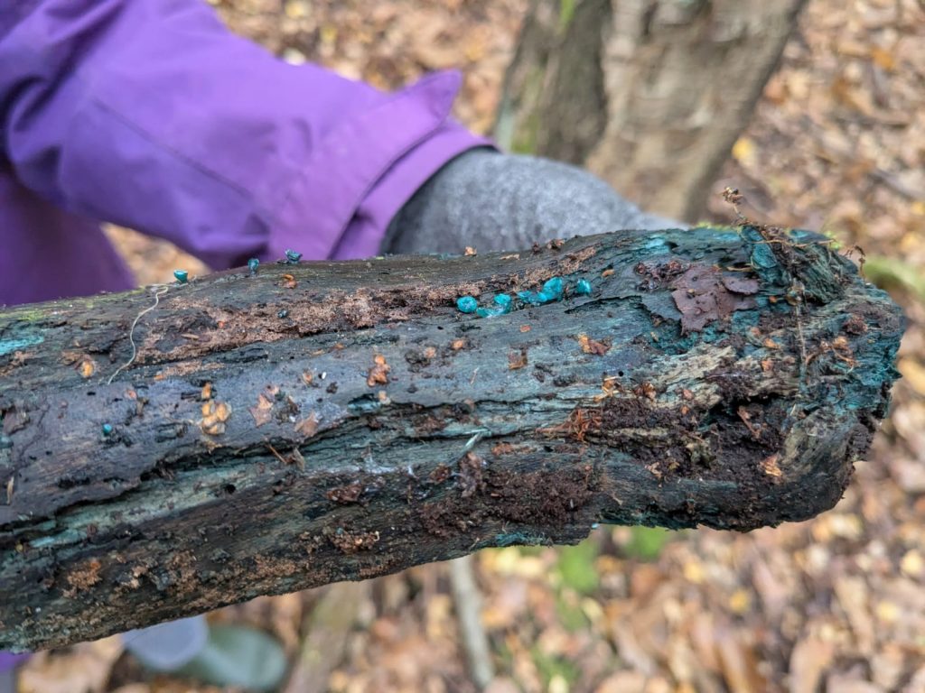 Fungi Walk Success – Friends of Fox Hill