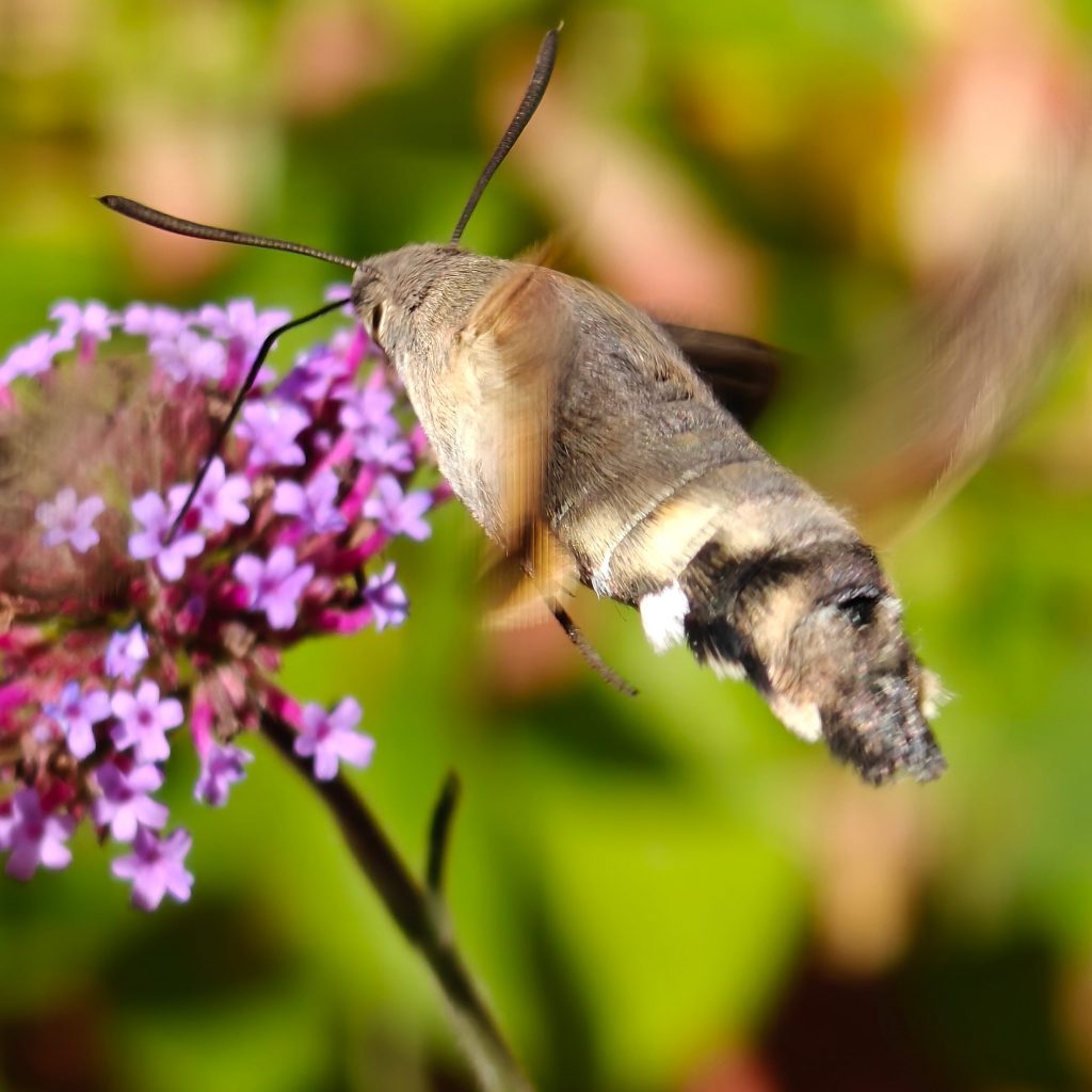2025 Butterfly Count – Friends of Fox Hill